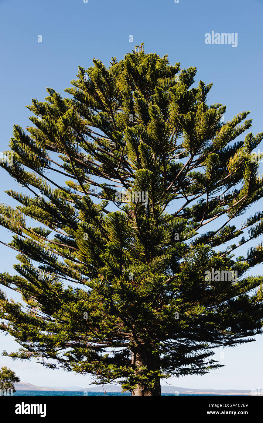 Australian native norfolk pine tree next to the beach shot on a sunny ...