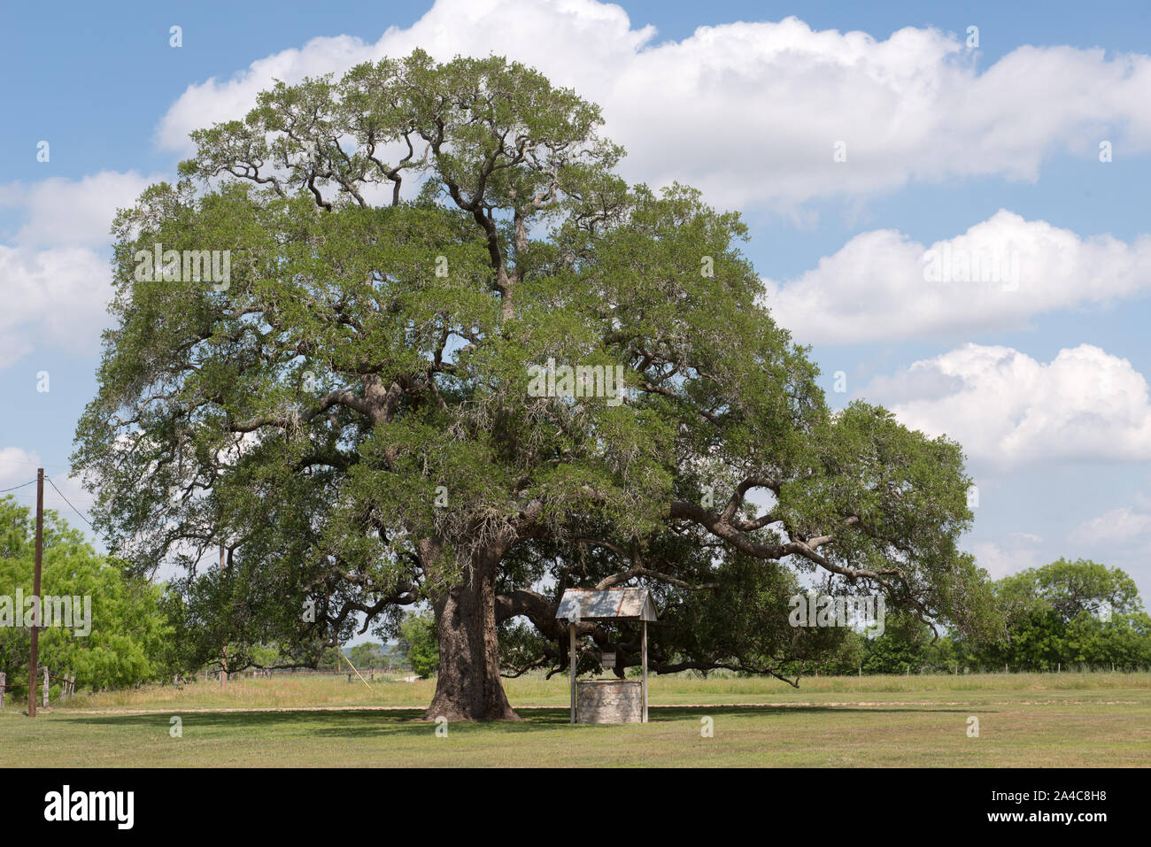 The Sam Houston Oak in Gonzales, Texas, where, in 1836, Sam Houston and ...