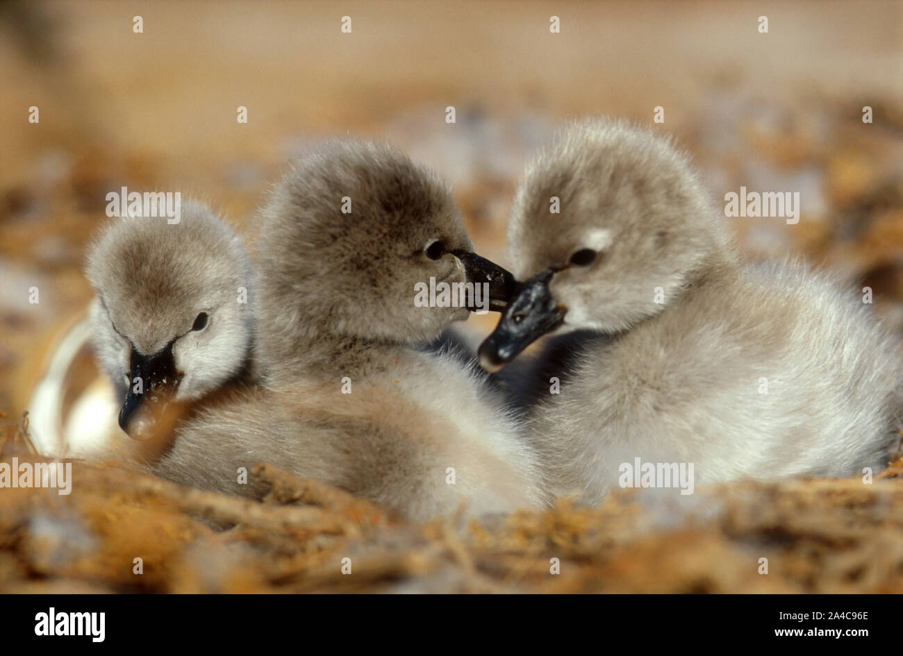 Australian babies hi-res stock photography and images - Alamy