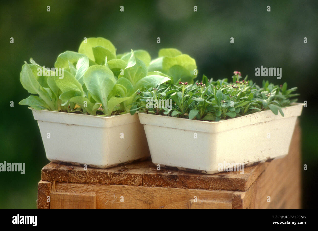 PUNNETS OF LETTUCE SEEDLINGS AND FLOWER SEEDLINGS Stock Photo - Alamy