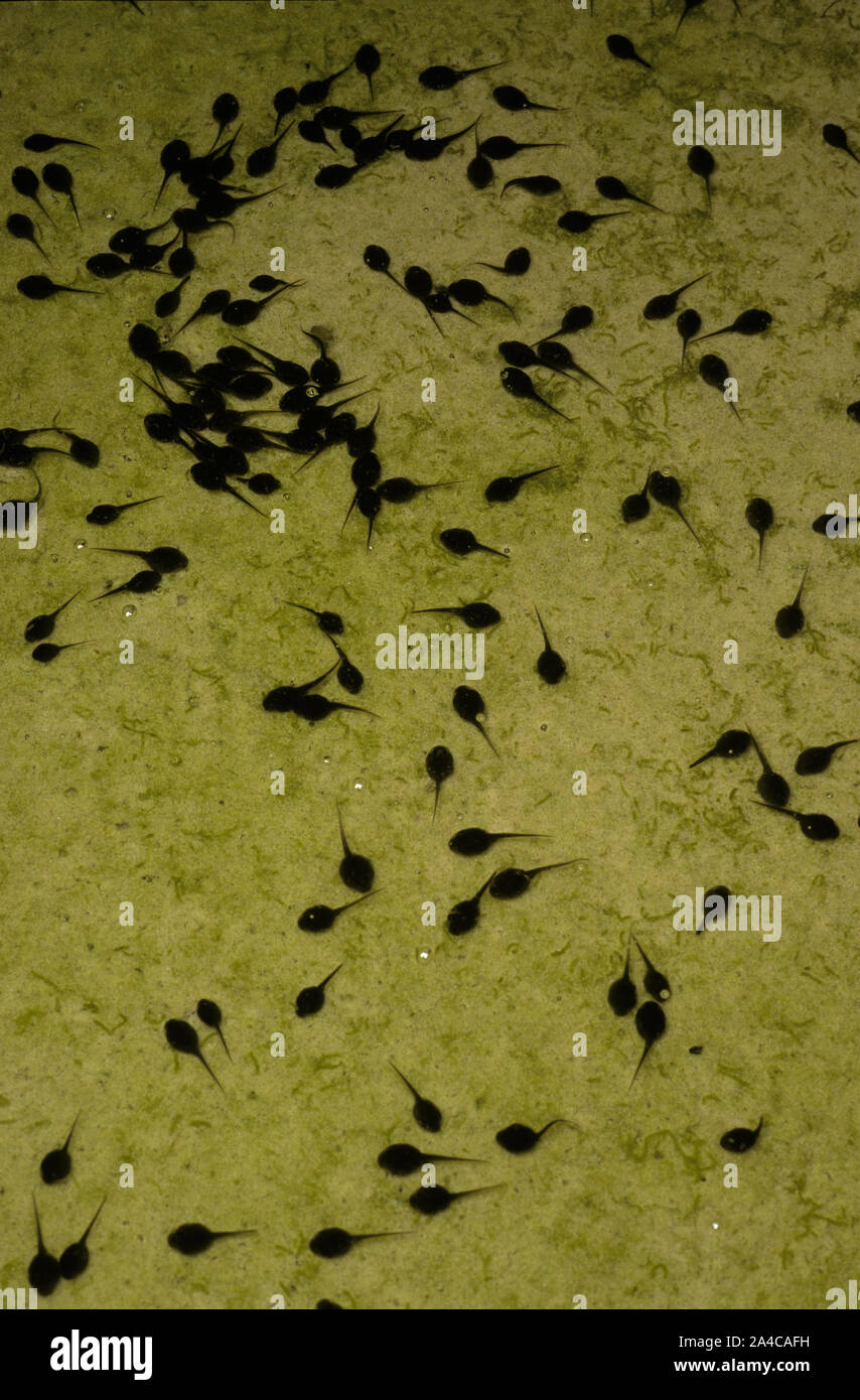 Australian amphibian hi-res stock photography and images - Alamy