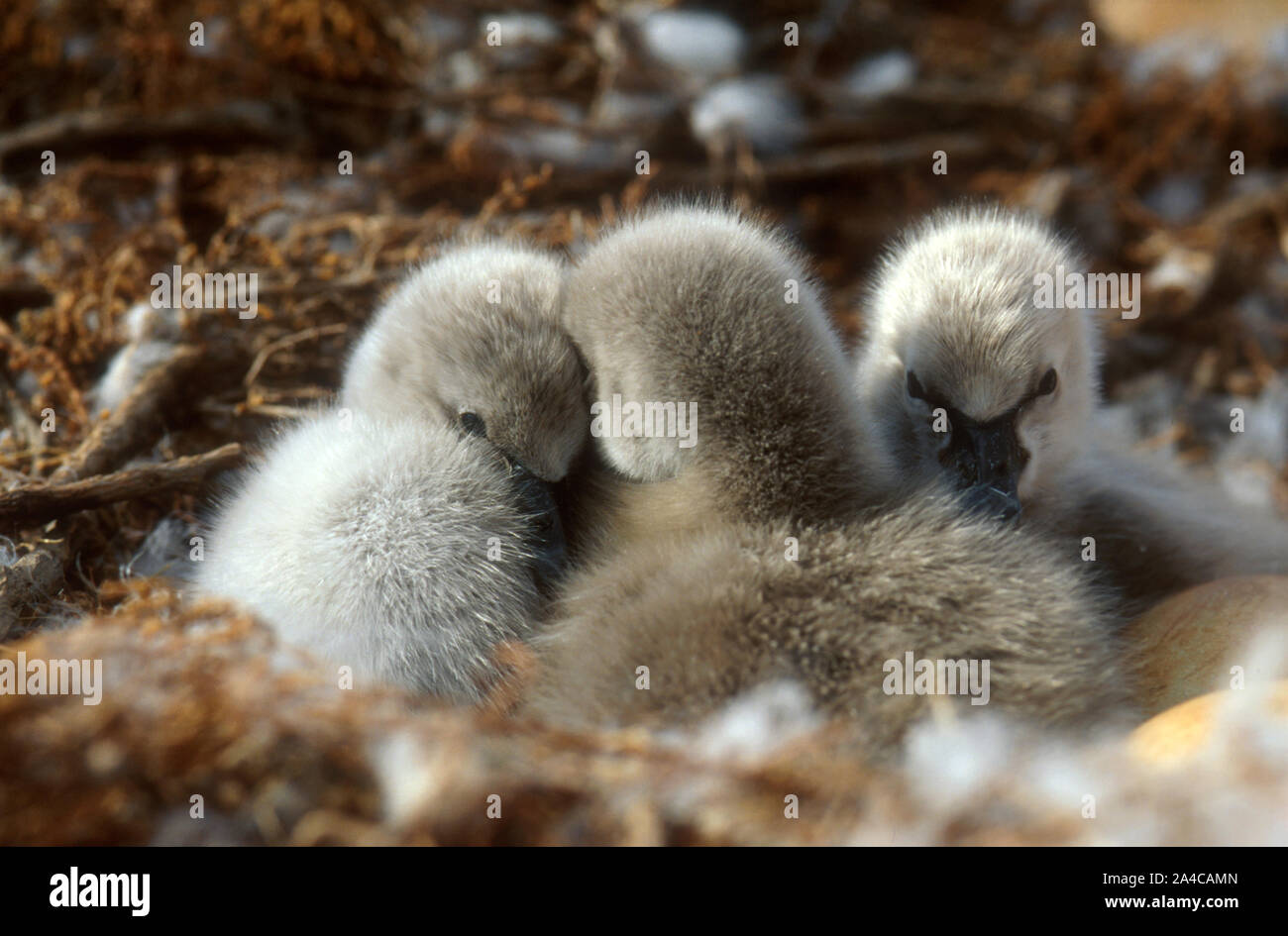 BLACK SWAN CYGNETS (CYGNUS ATRATUS) AND EGGS IN THE NEST, WESTERN ...