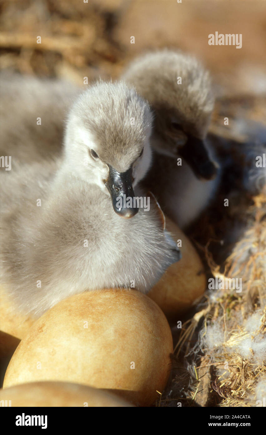 BLACK SWAN CYGNETS (CYGNUS ATRATUS) AND EGGS IN THE NEST, WESTERN ...