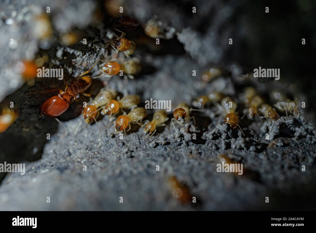 Termite soldiers and termites are working Stock Photo - Alamy