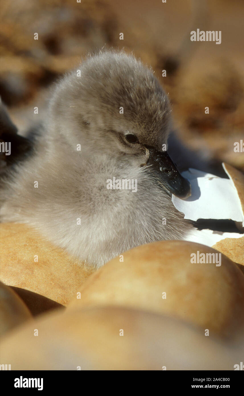 BLACK SWAN CYGNET (CYGNUS ATRATUS) AND EGGS IN THE NEST, WESTERN ...