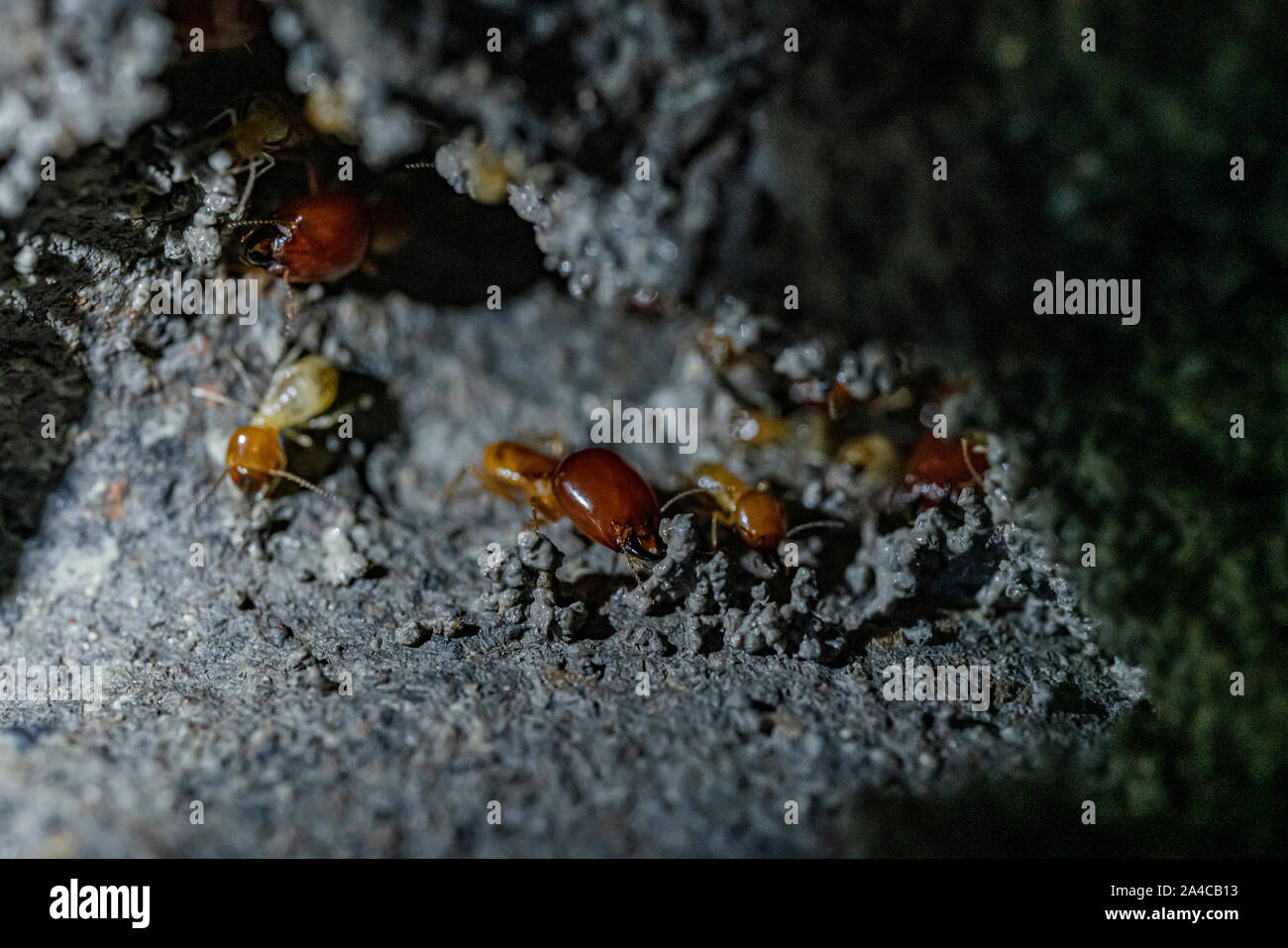Termite soldiers and termites are working Stock Photo - Alamy