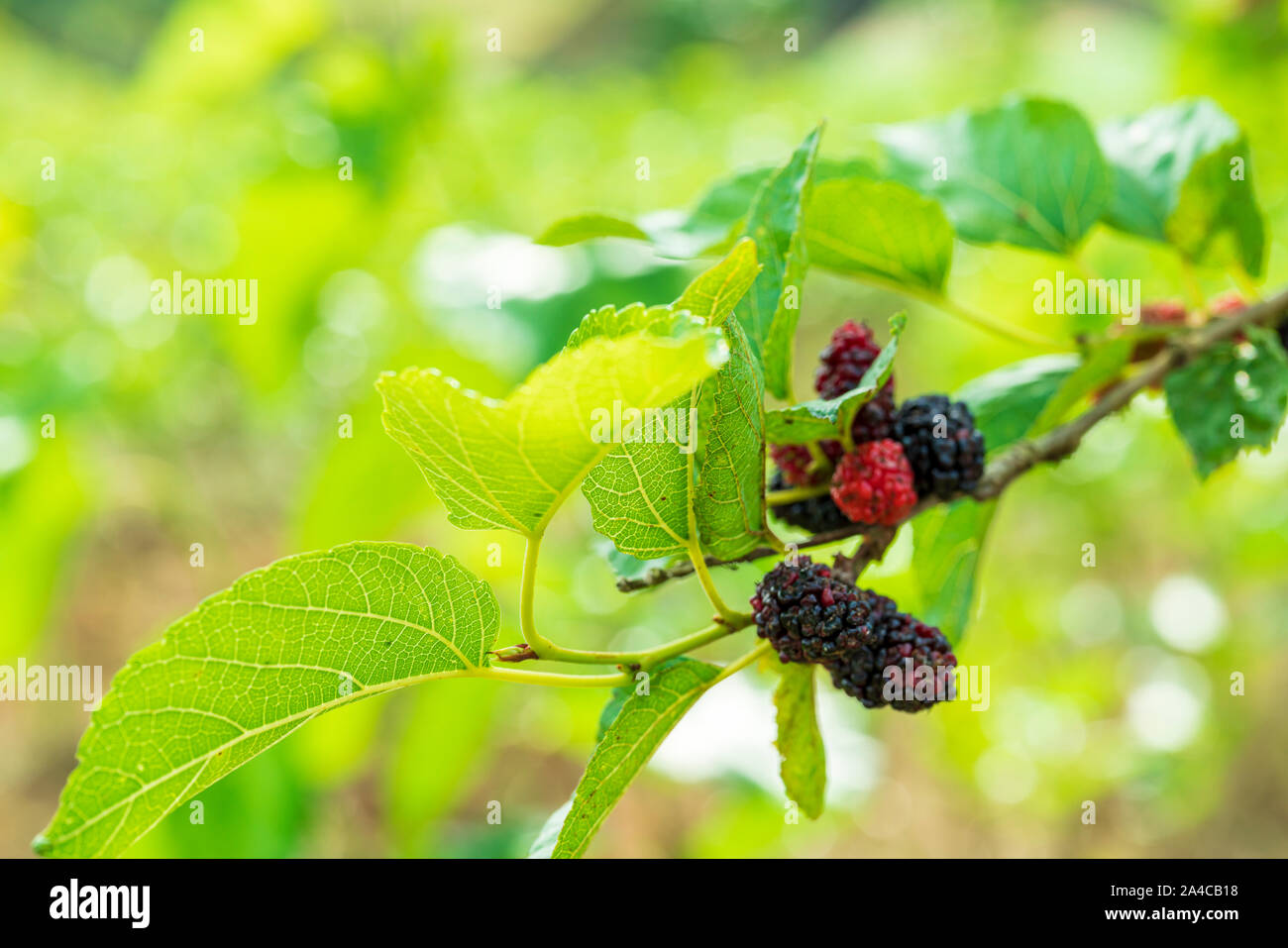 Red purple mulberries on tree.fresh mulberry provides fiber and ...