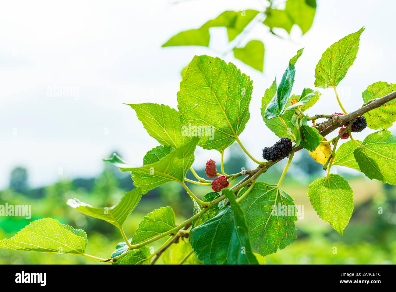 Red purple mulberries on tree.fresh mulberry provides fiber and ...