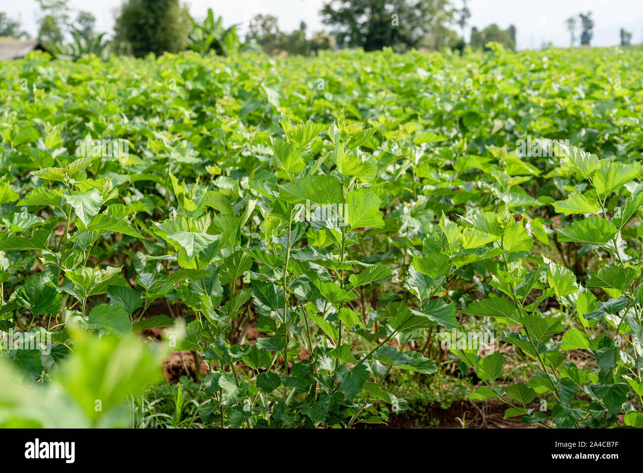 Seedlings of mulberry are growing Stock Photo - Alamy