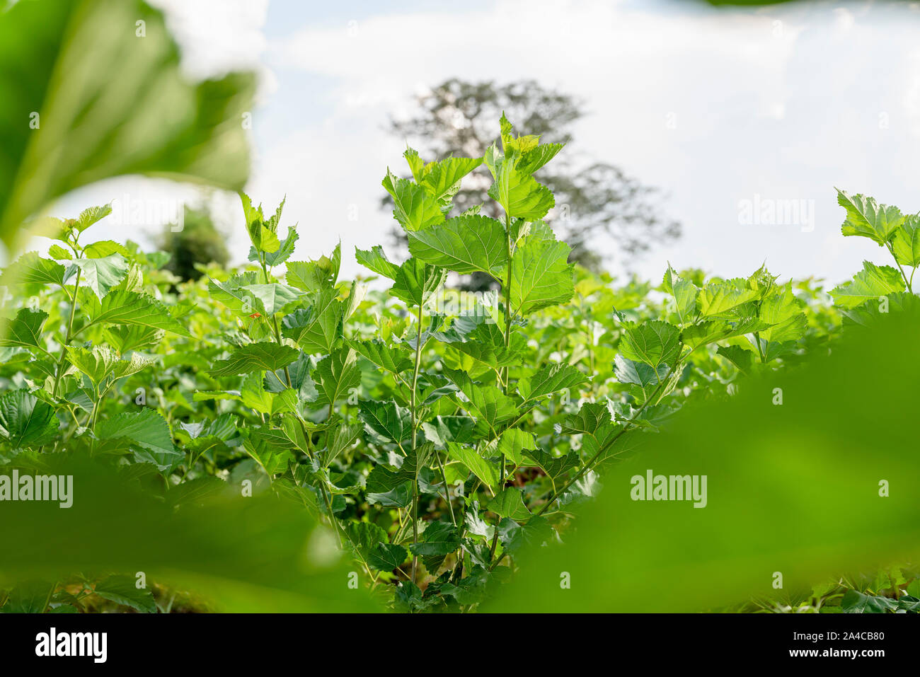 Seedlings of mulberry are growing Stock Photo - Alamy