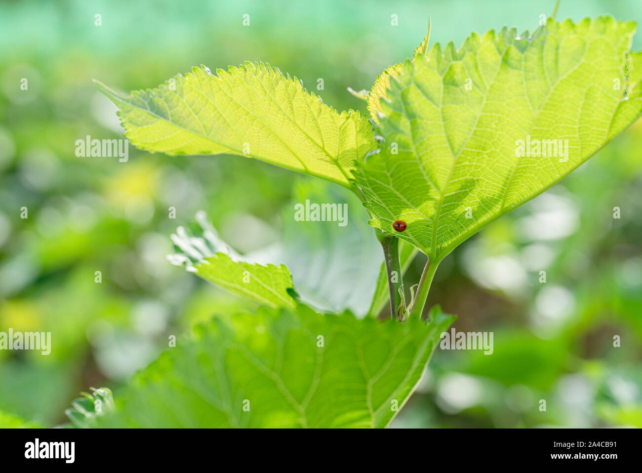 Mulberry leaf seedlings hi-res stock photography and images - Alamy