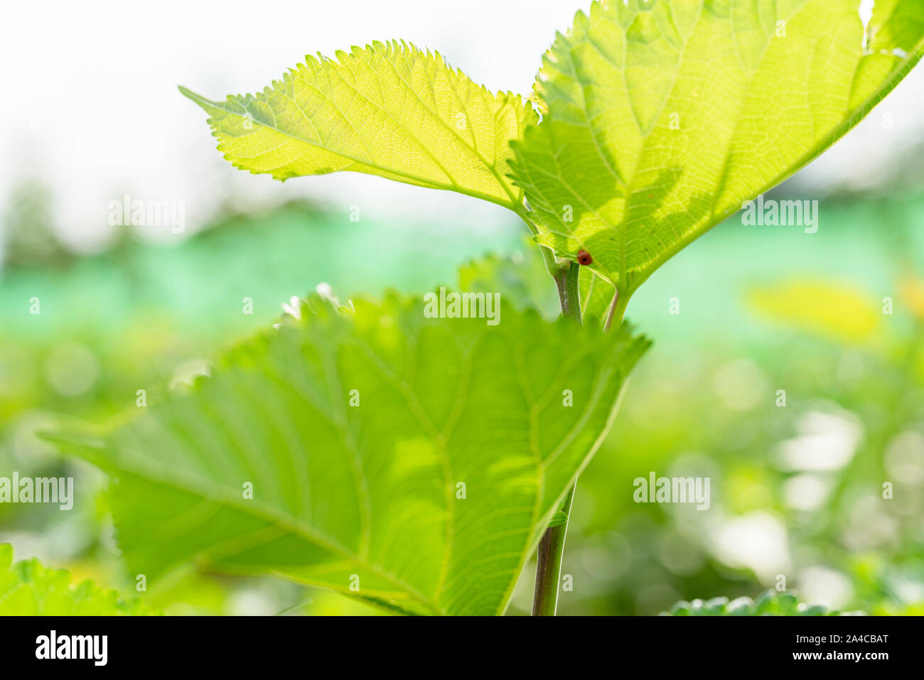Seedlings of mulberry are growing Stock Photo - Alamy