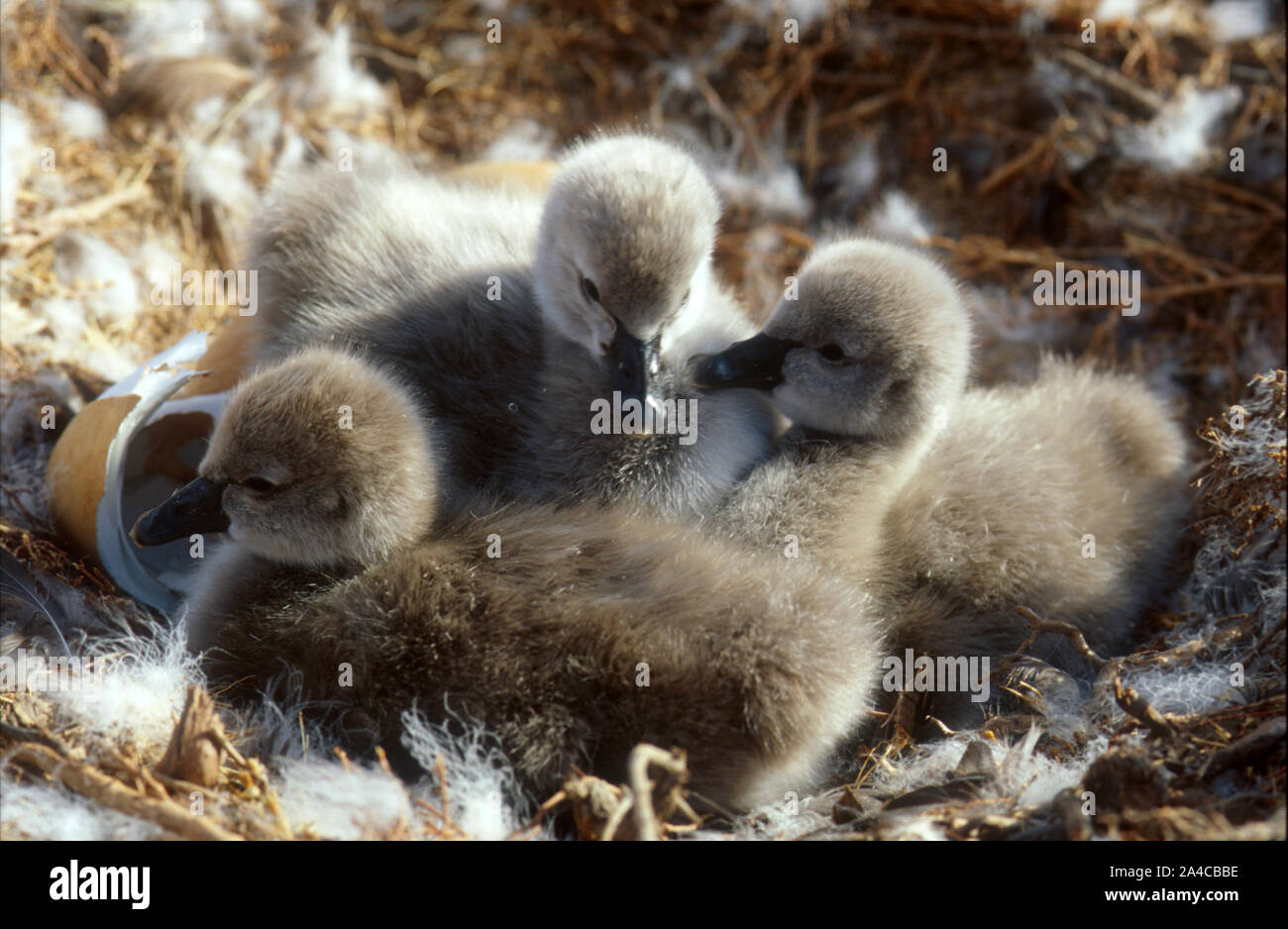 Black swan cygnet perth wildlife hi-res stock photography and images ...