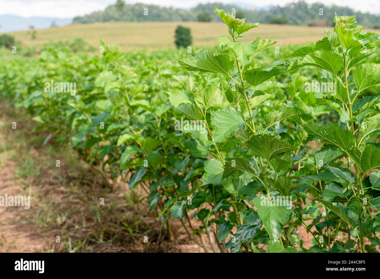 Mulberry leaf seedlings hi-res stock photography and images - Alamy