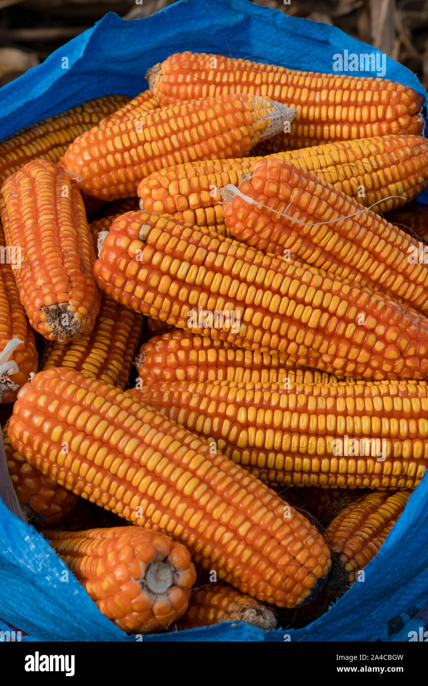 Fresh and golden raw maize crops seed patterns close-up views Stock ...
