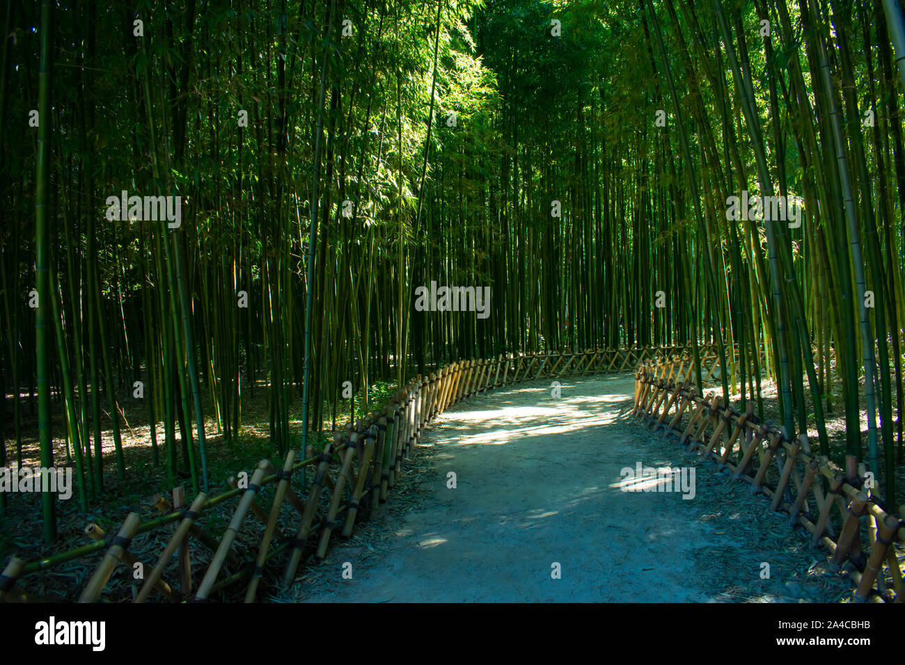 Stroll through forest hi-res stock photography and images - Alamy