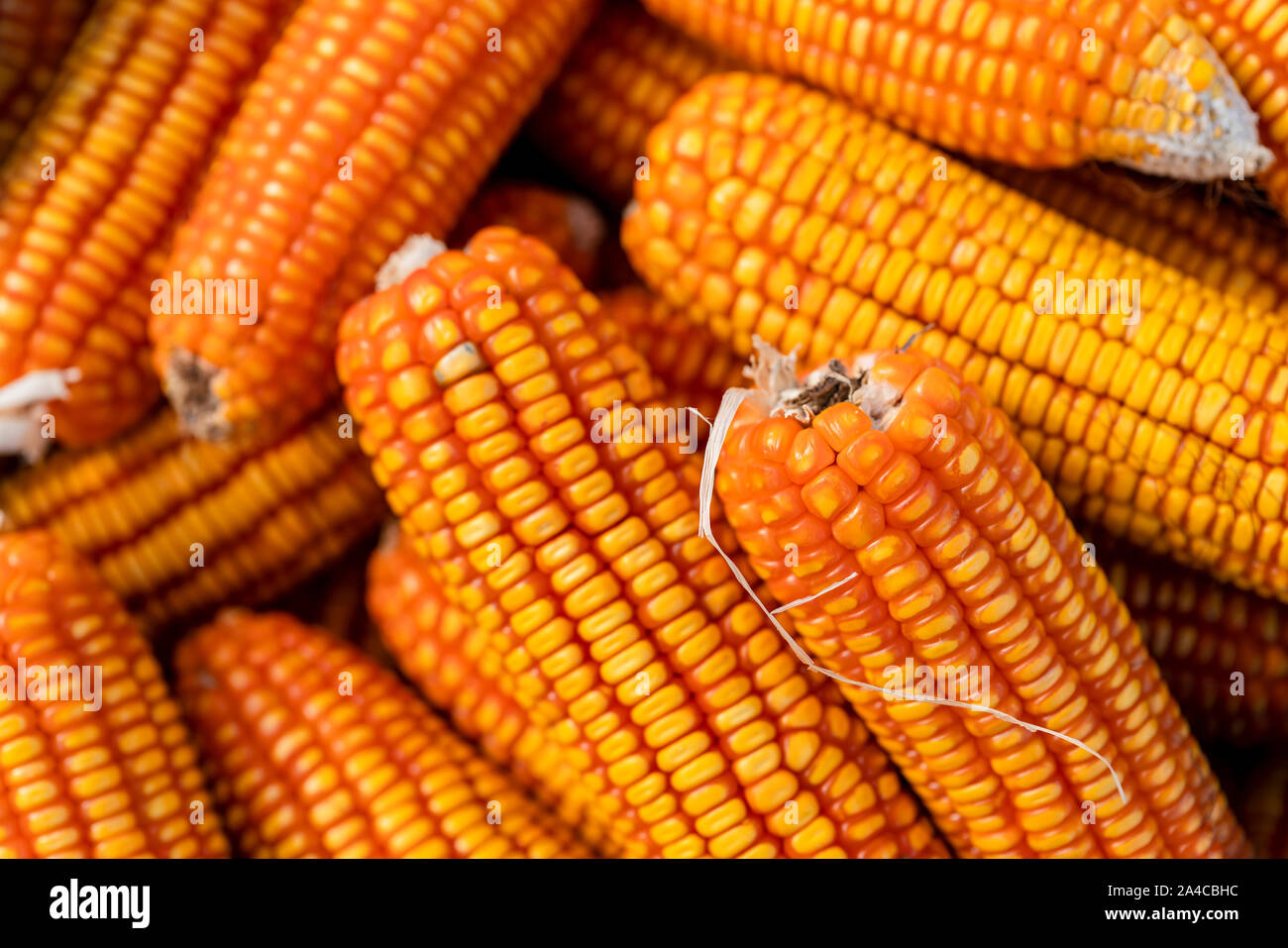 Fresh and golden raw maize crops seed patterns close-up views Stock ...