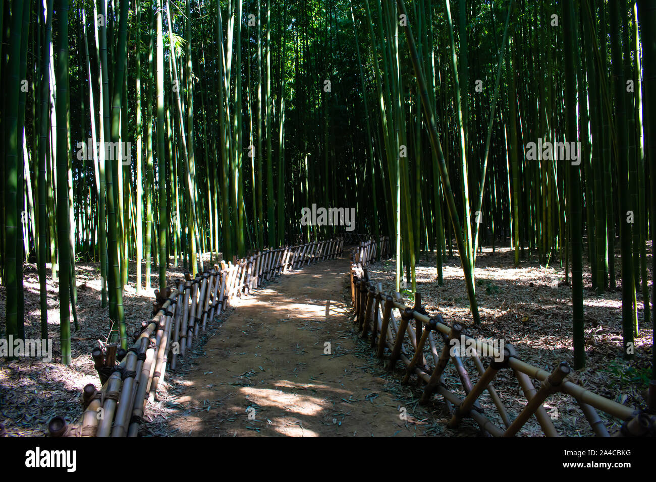 Bamboo forest path hi-res stock photography and images - Alamy