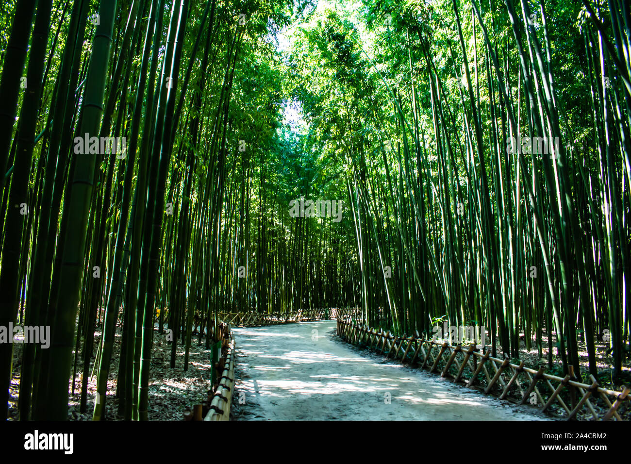 Stunning serene bamboo forest. Take a stroll through this peaceful and ...