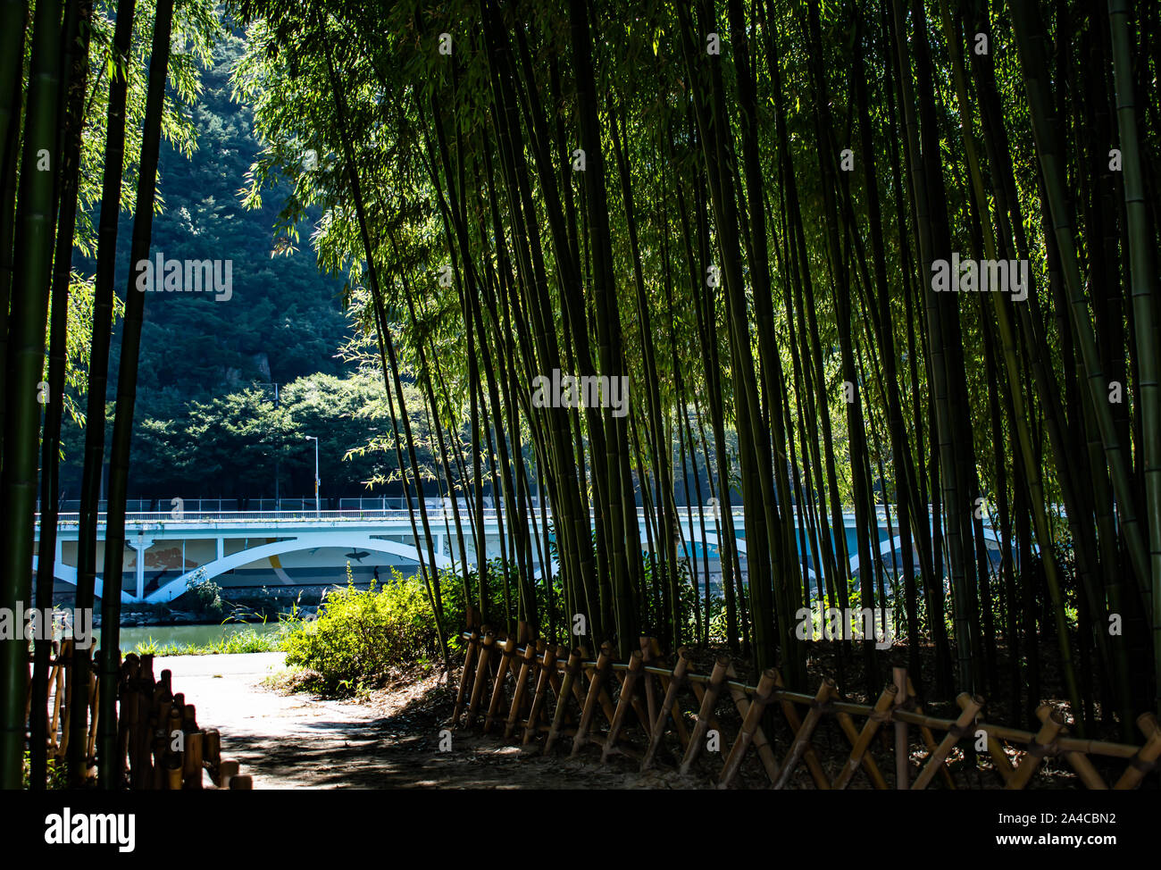Bamboo forest path hi-res stock photography and images - Alamy