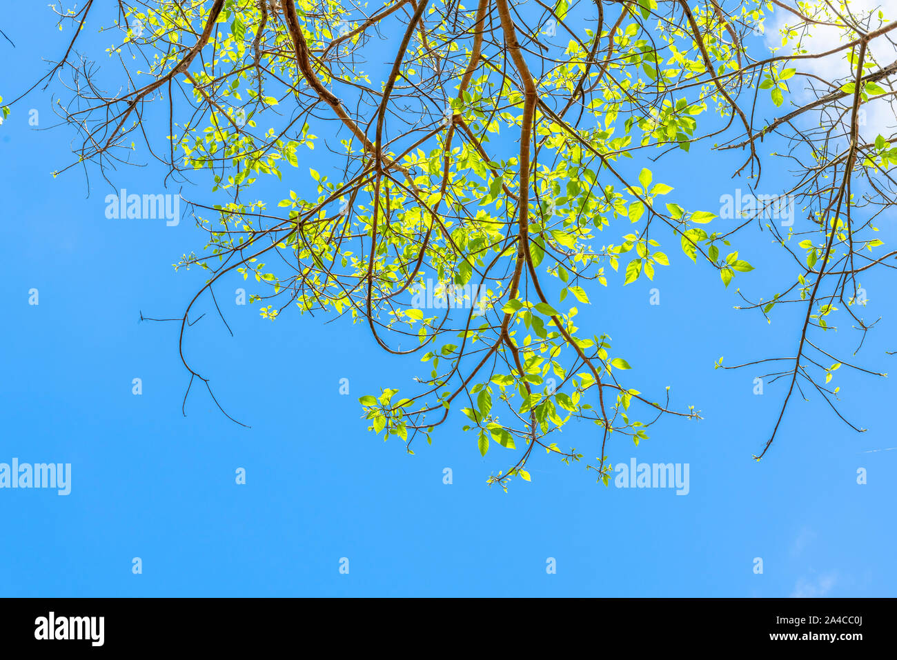 Common fig (Ficus carica) fruit on tree Stock Photo - Alamy
