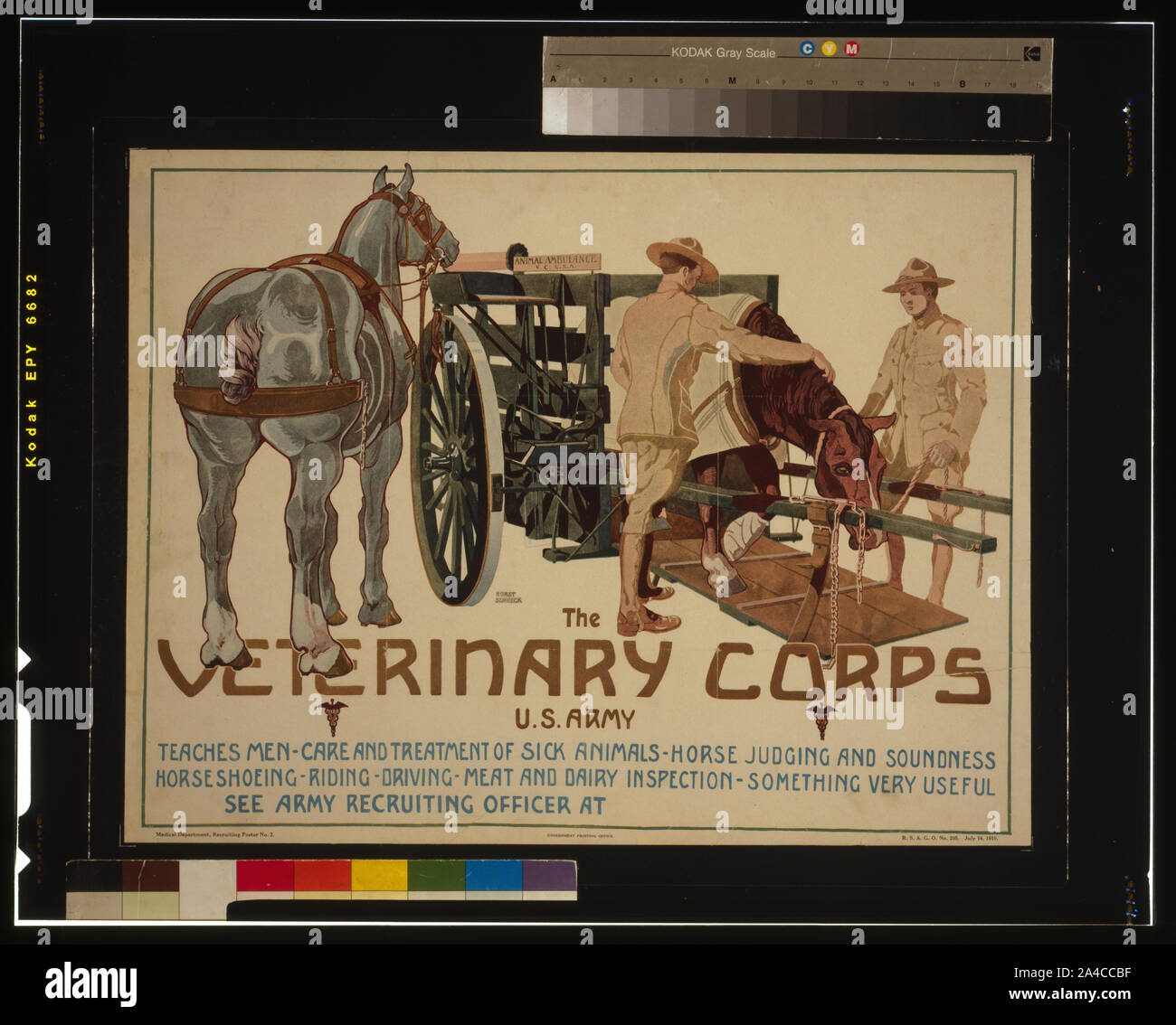 The Veterinary Corps, U.S. Army, teaches men care and treatment of sick ...