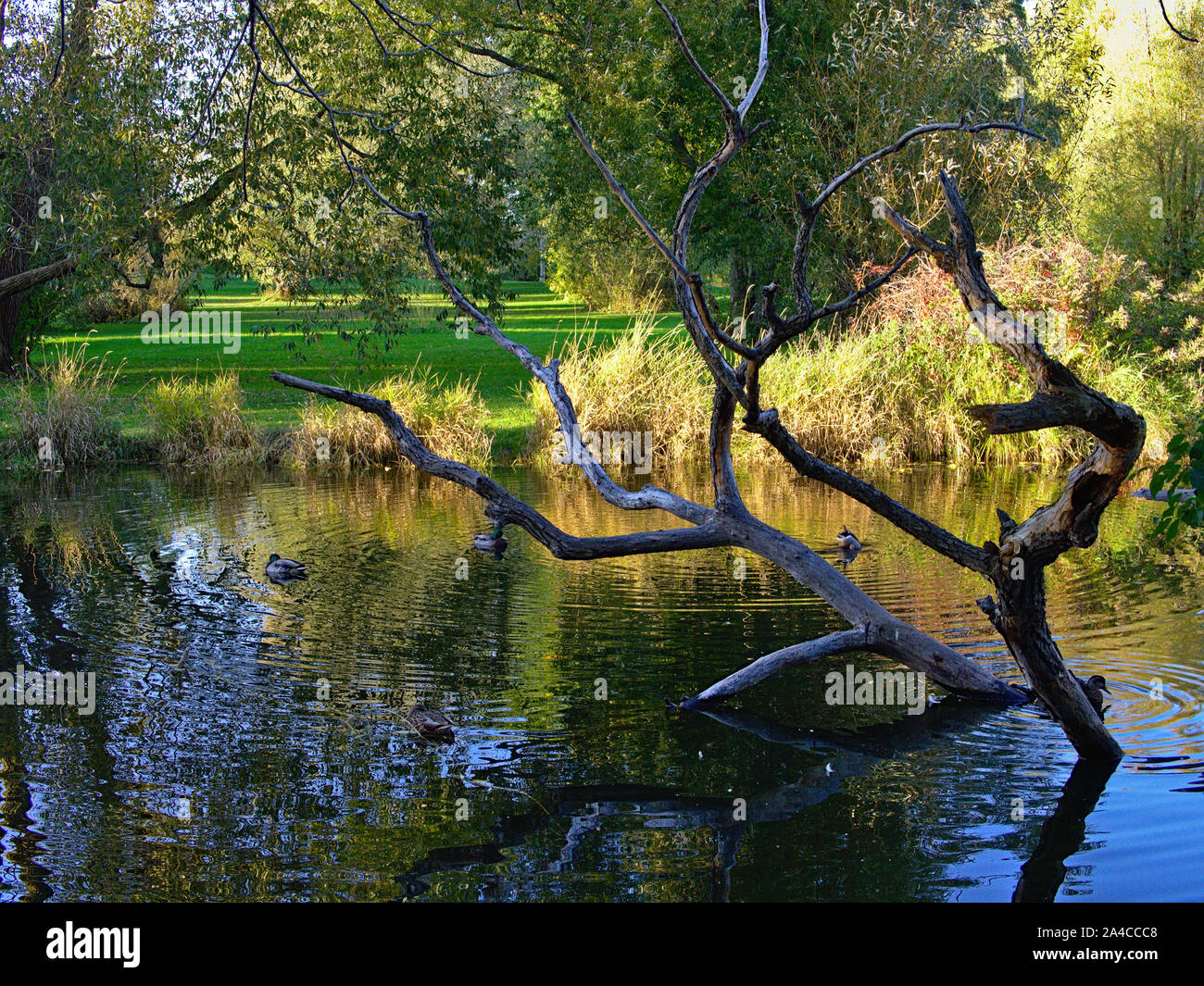 A dead branch and ducks in the inlet at Dominion Arboretum, Ottawa ...