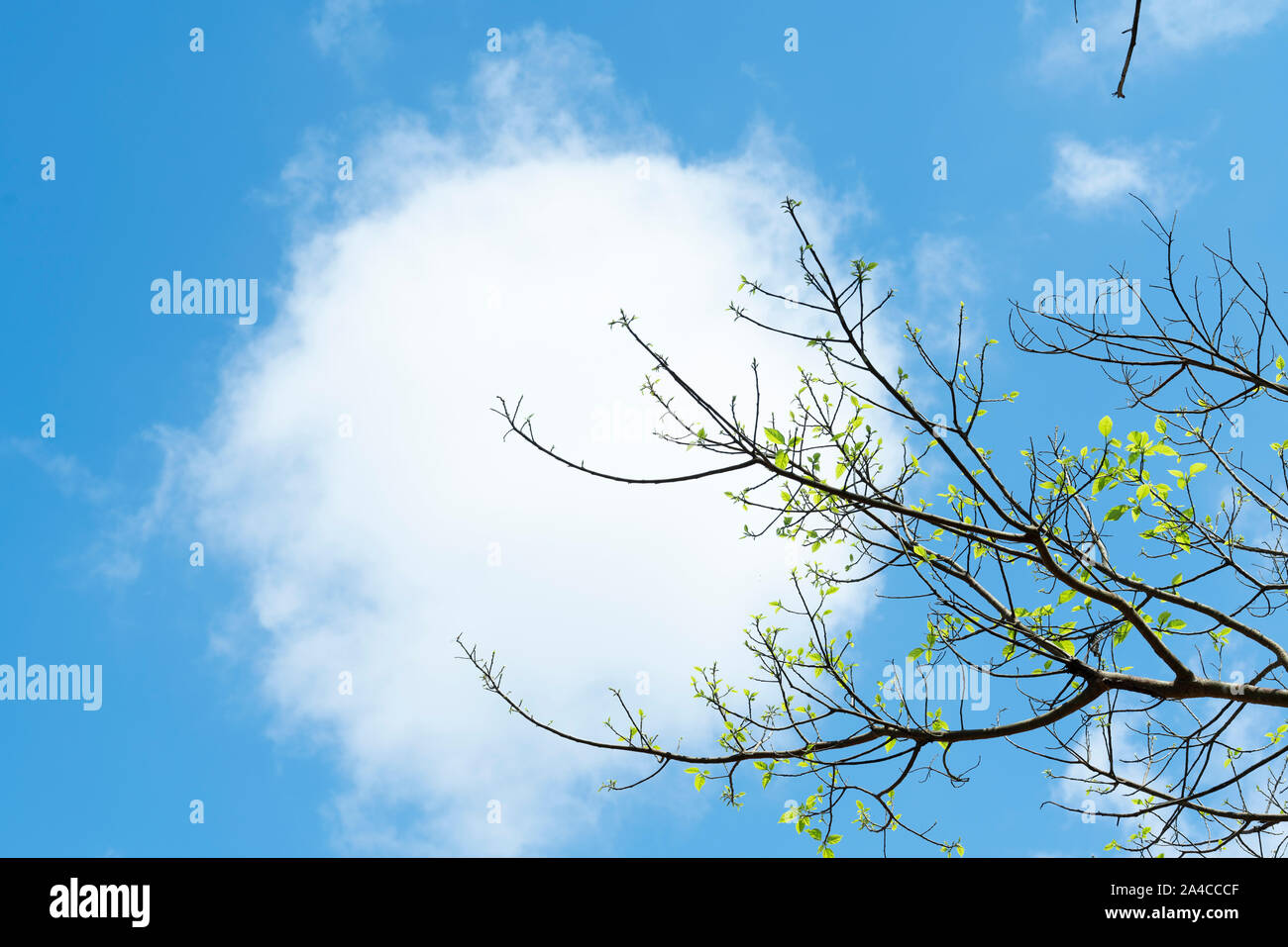 Common fig (Ficus carica) fruit on tree Stock Photo - Alamy