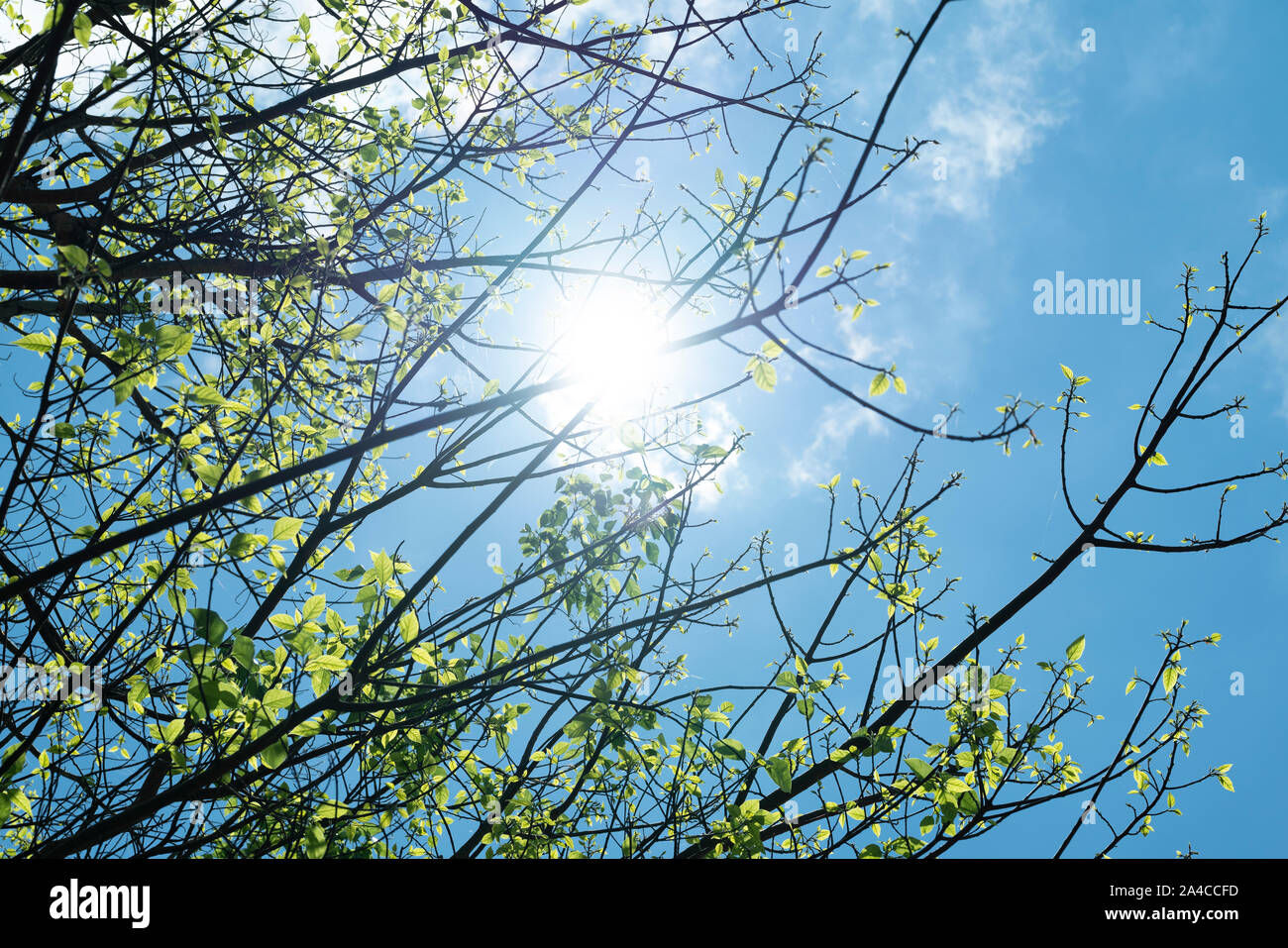 Common fig (Ficus carica) fruit on tree Stock Photo - Alamy