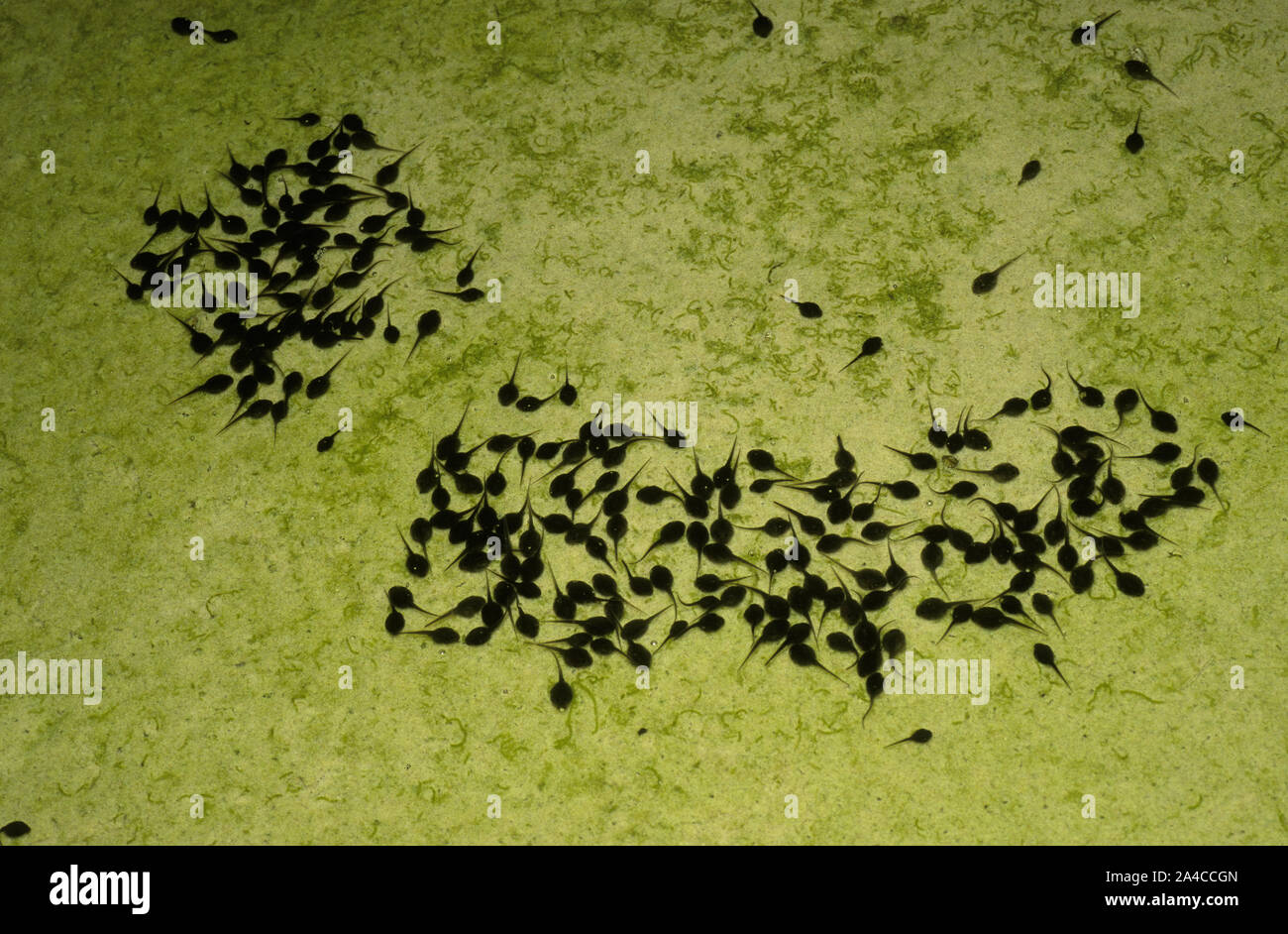 Larval amphibians amphibian frogs toads hi-res stock photography and ...