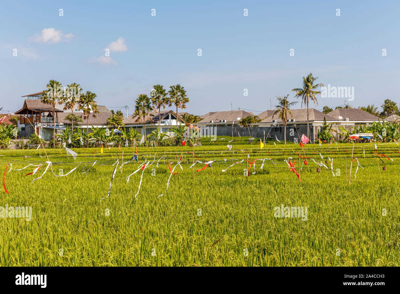 Rice field, palm trees and houses, blue sky, rural landscape, Canggu ...
