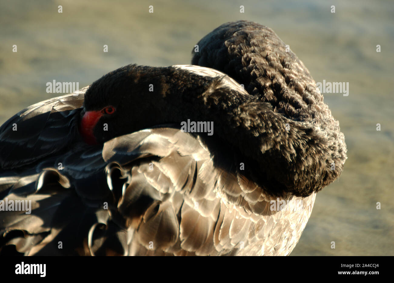 Head tucked under wing hi-res stock photography and images - Alamy