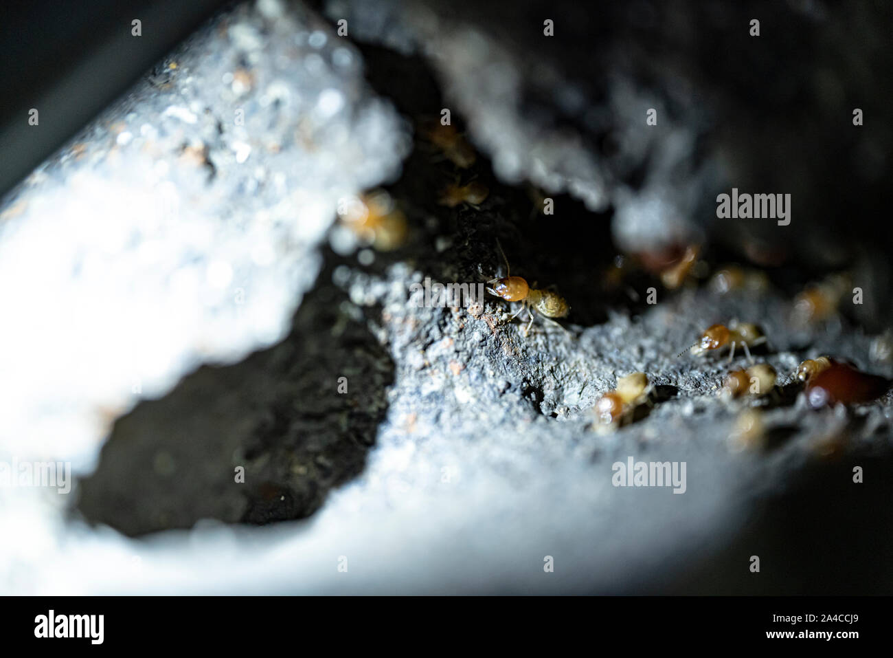 Termite soldiers and termites are working Stock Photo - Alamy