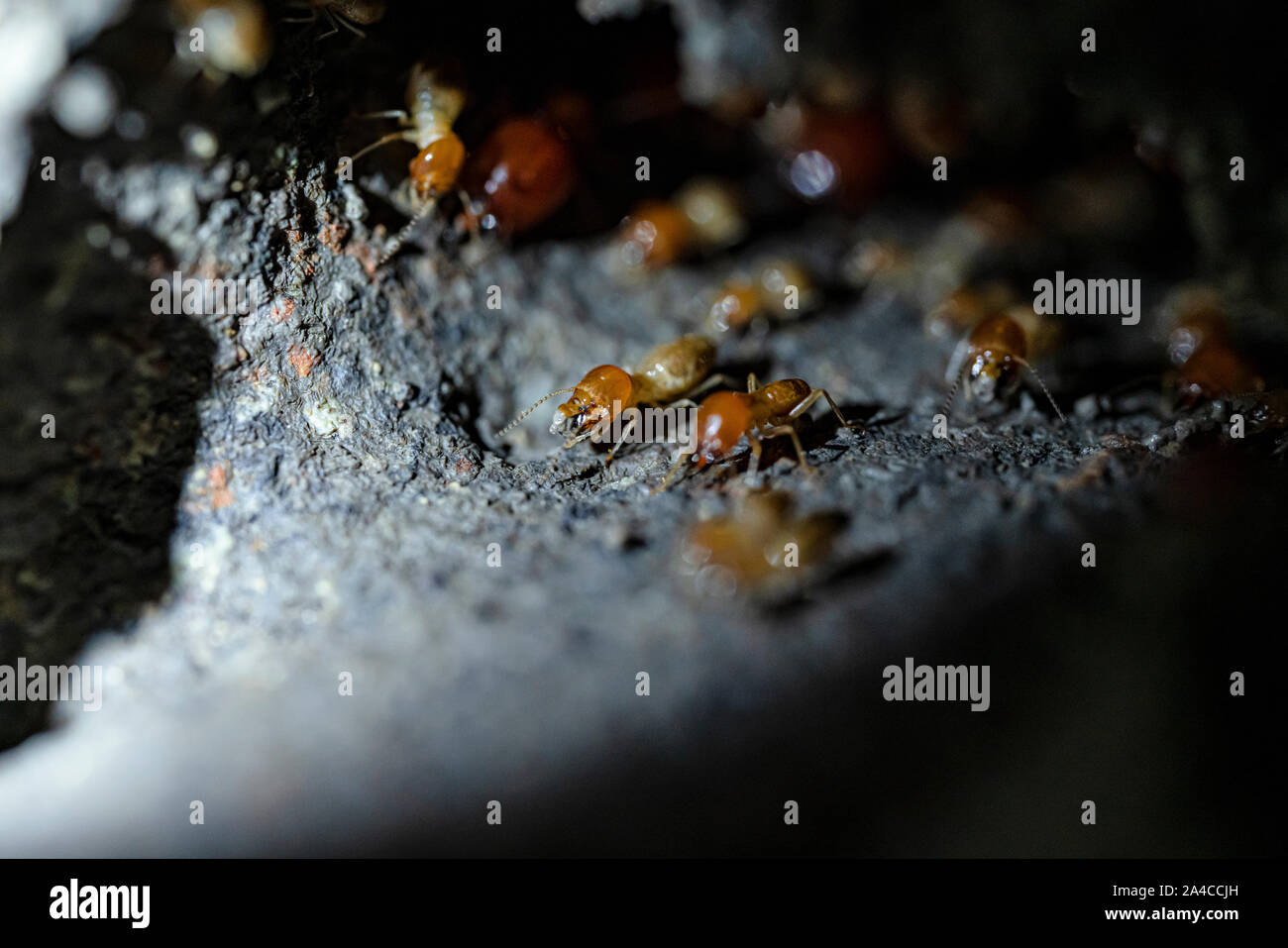 Termite soldiers and termites are working Stock Photo - Alamy