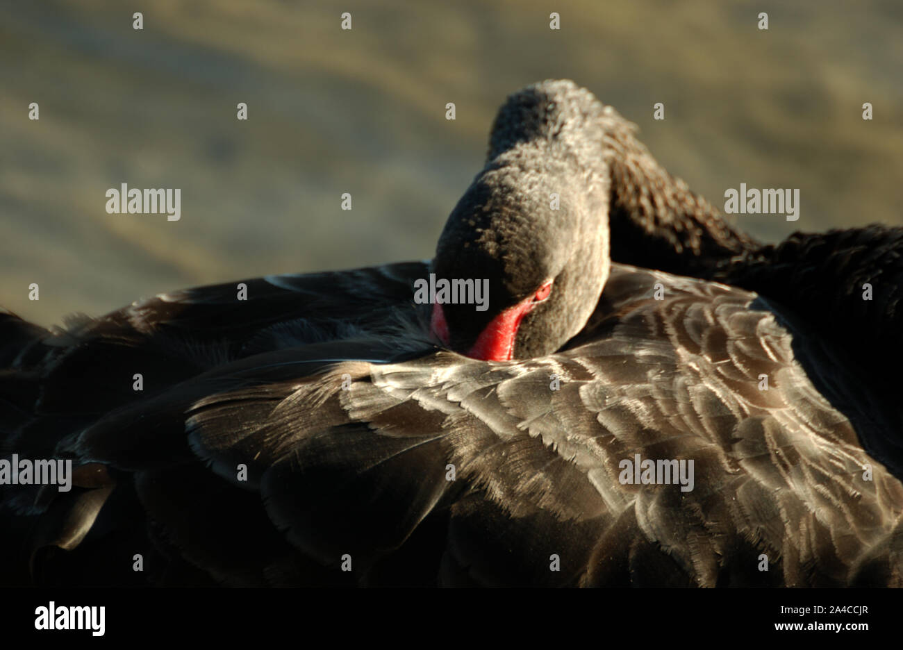 Head tucked under wing hi-res stock photography and images - Alamy
