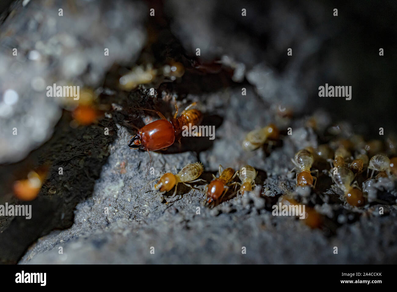Termite soldiers and termites are working Stock Photo - Alamy