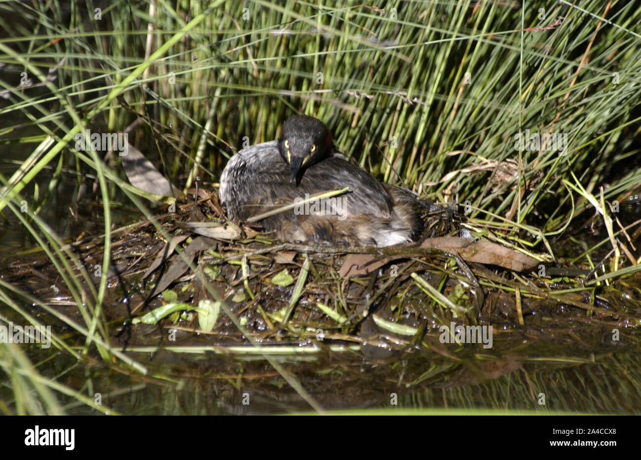 Grebes of australia hi-res stock photography and images - Alamy