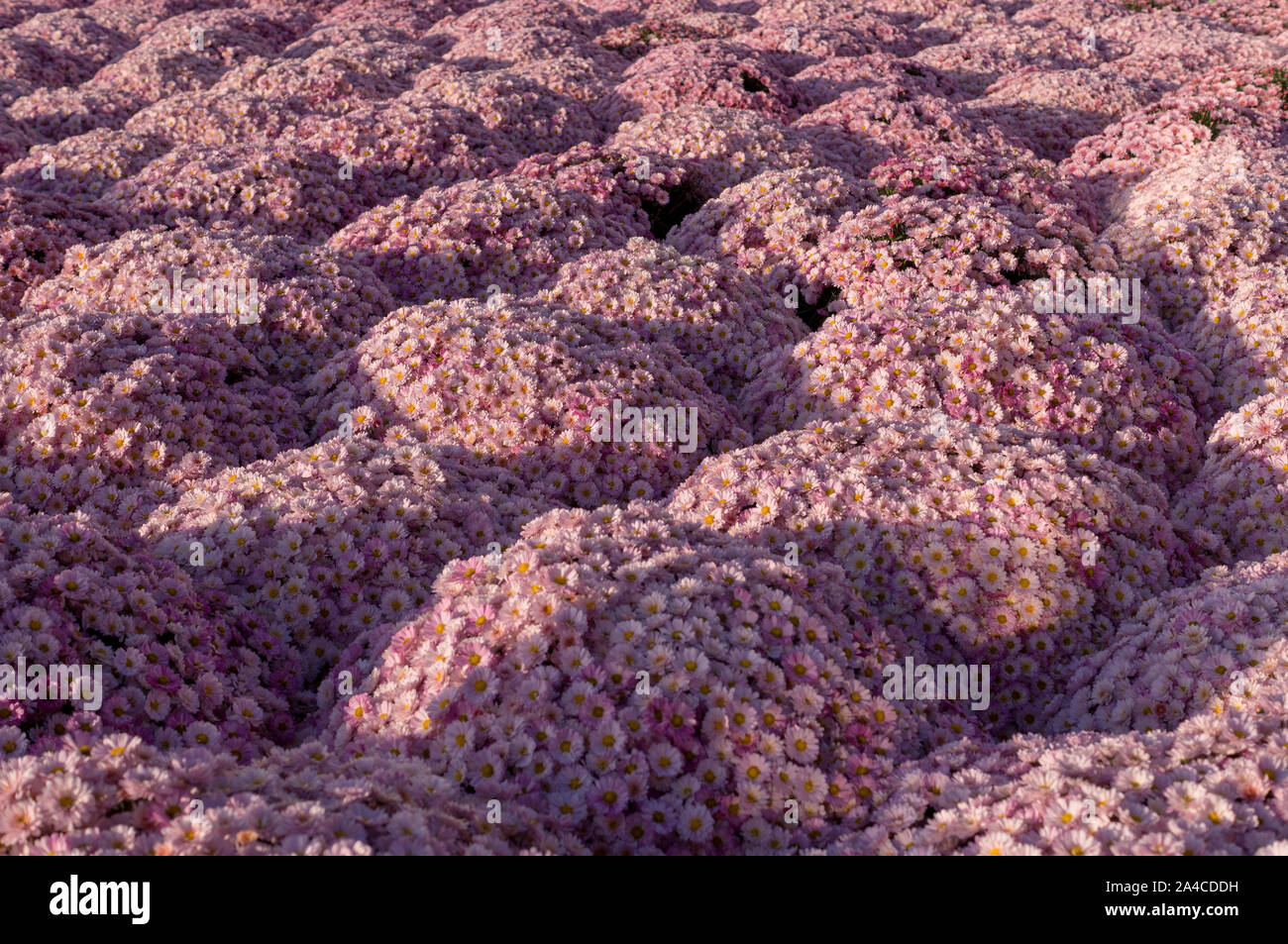 Perspective flower hi-res stock photography and images - Alamy