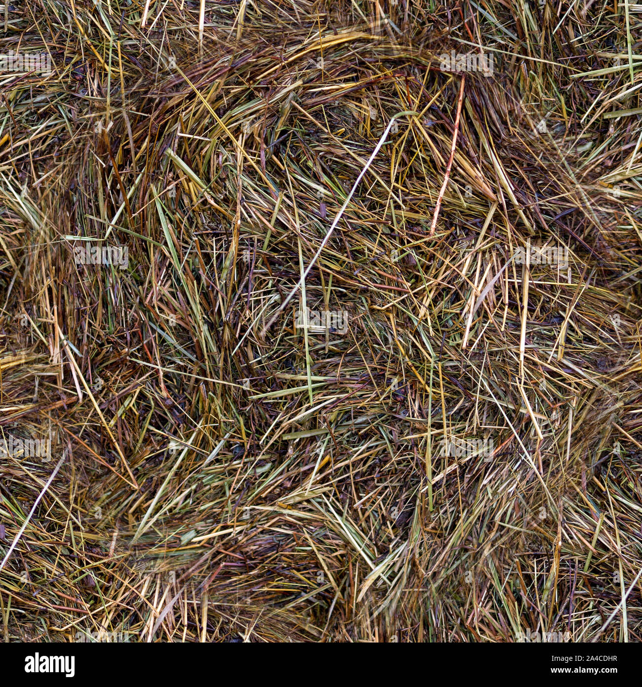 Seamless detail wheat field hi-res stock photography and images - Alamy