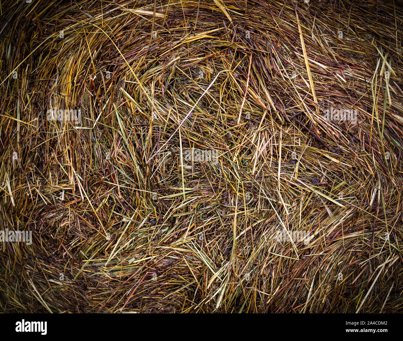 wet hay harvest texture at rainy day. vignette, background ...