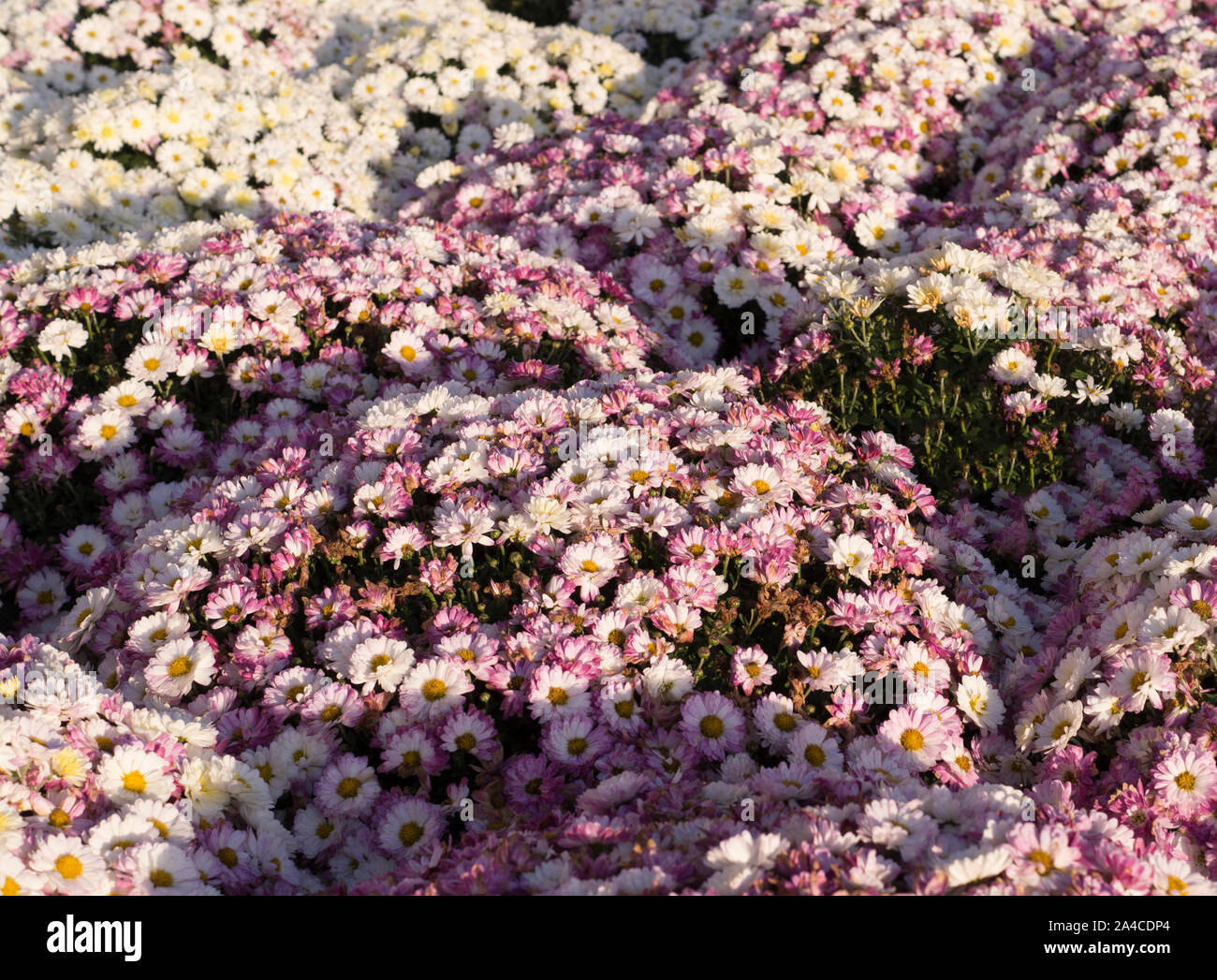 Perspective flower hi-res stock photography and images - Alamy