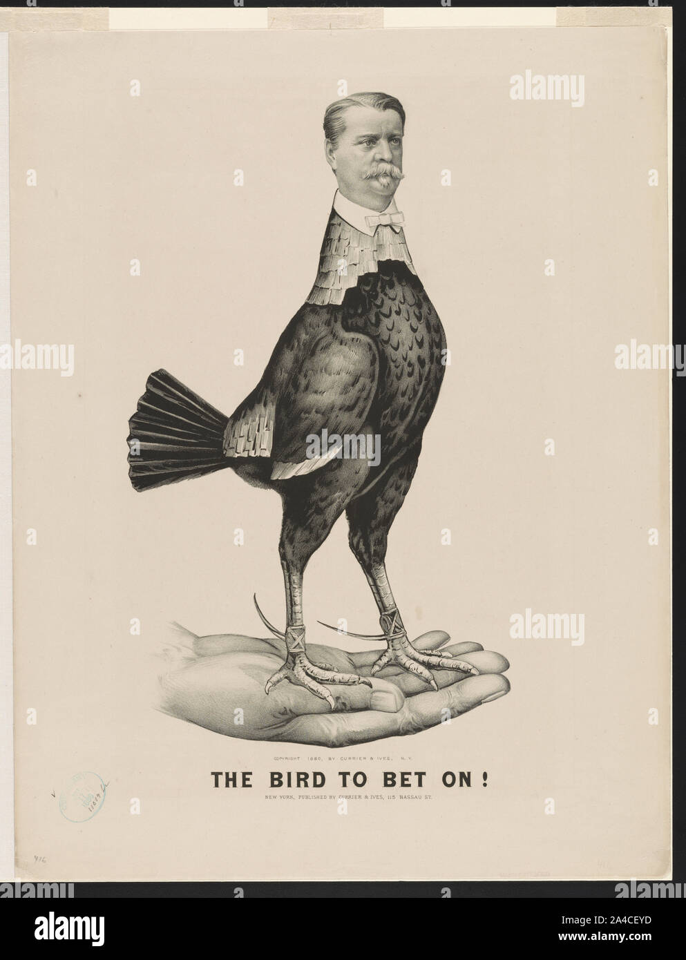 Bird bet hi-res stock photography and images - Alamy