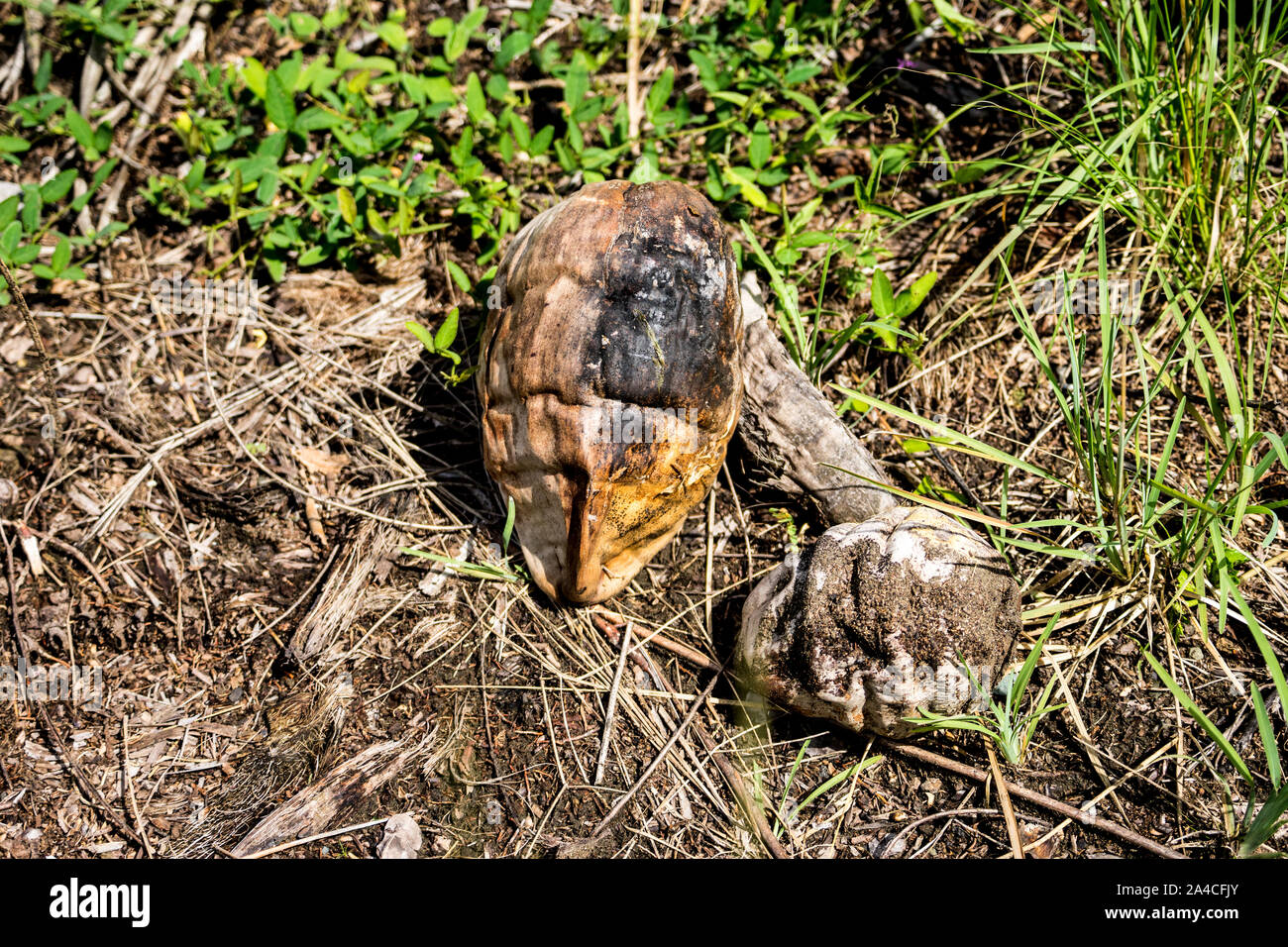 equatorial rainforest, Central America Stock Photo - Alamy