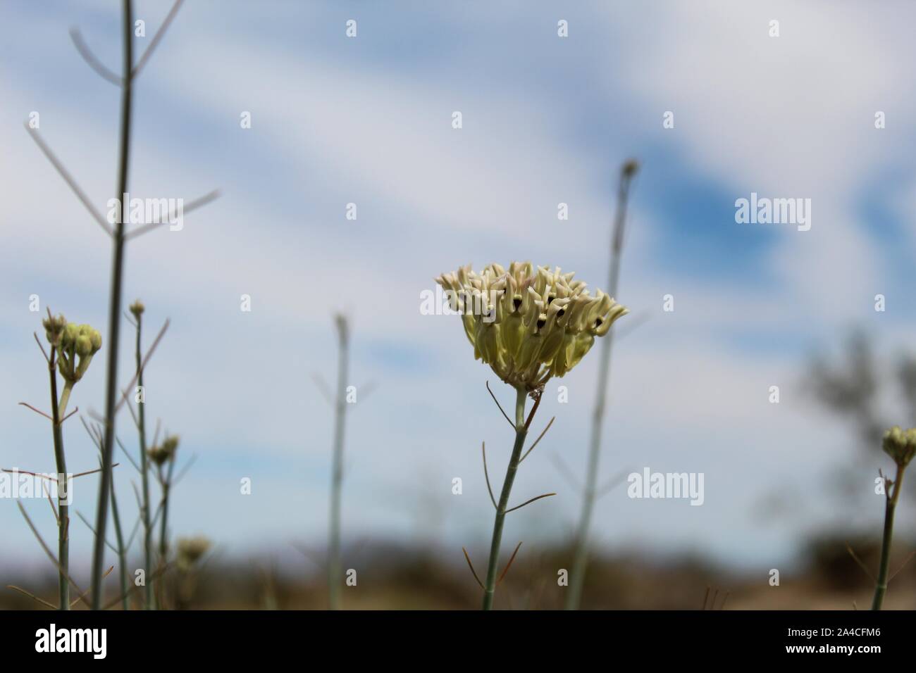 Respect and conserve this Southern Mojave desert Native plant in 29 ...