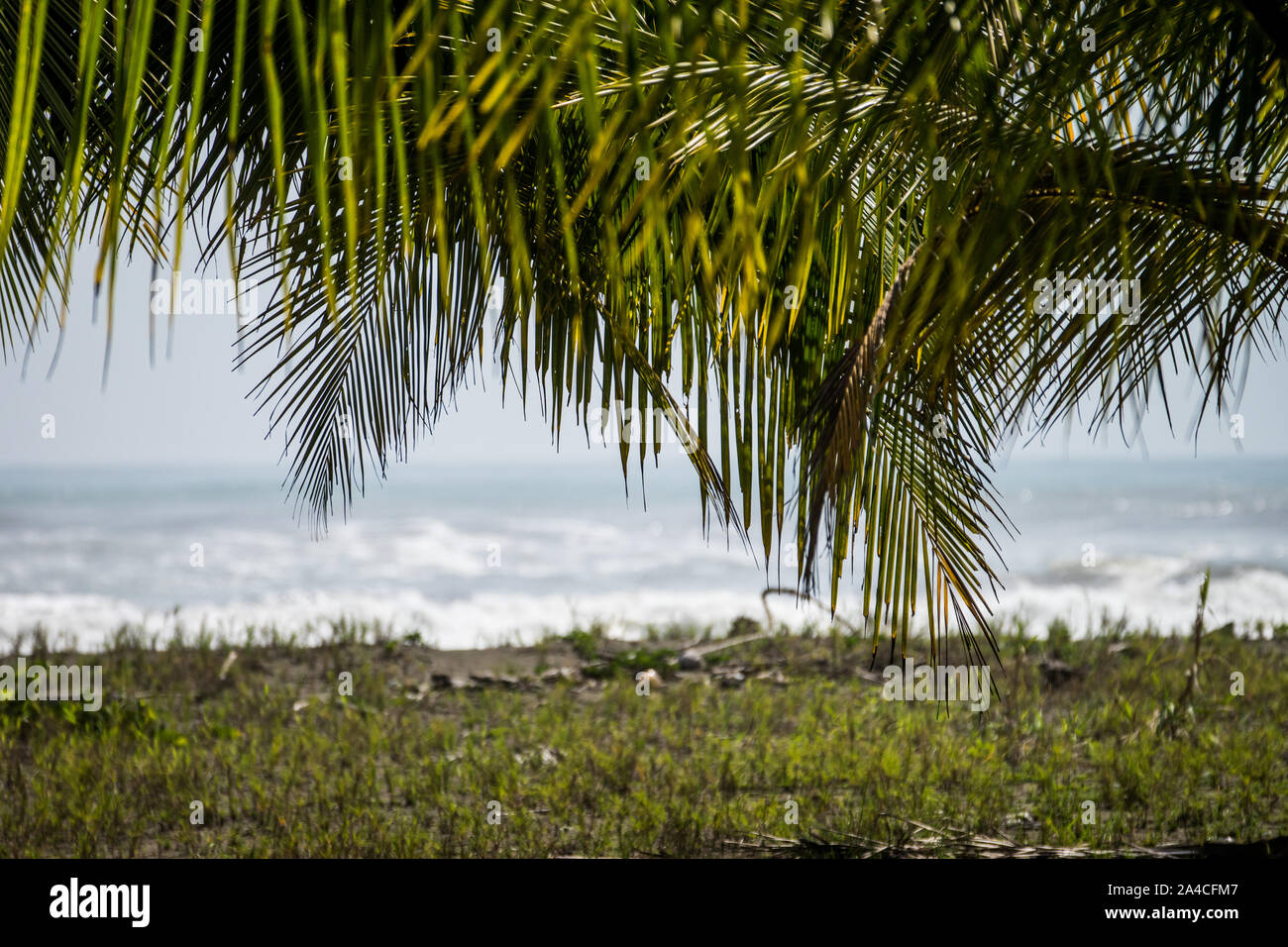 equatorial rainforest, Central America Stock Photo - Alamy