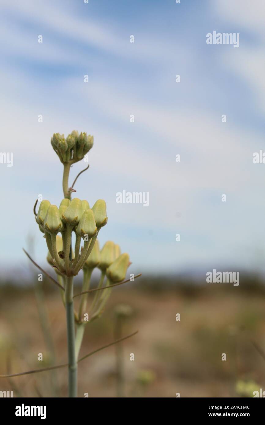 Respect and conserve this Southern Mojave desert Native plant in 29 ...