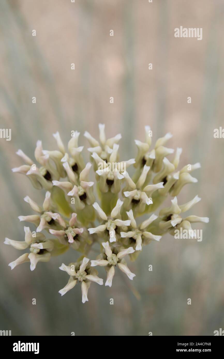 Respect and conserve this Southern Mojave desert Native plant in 29 ...