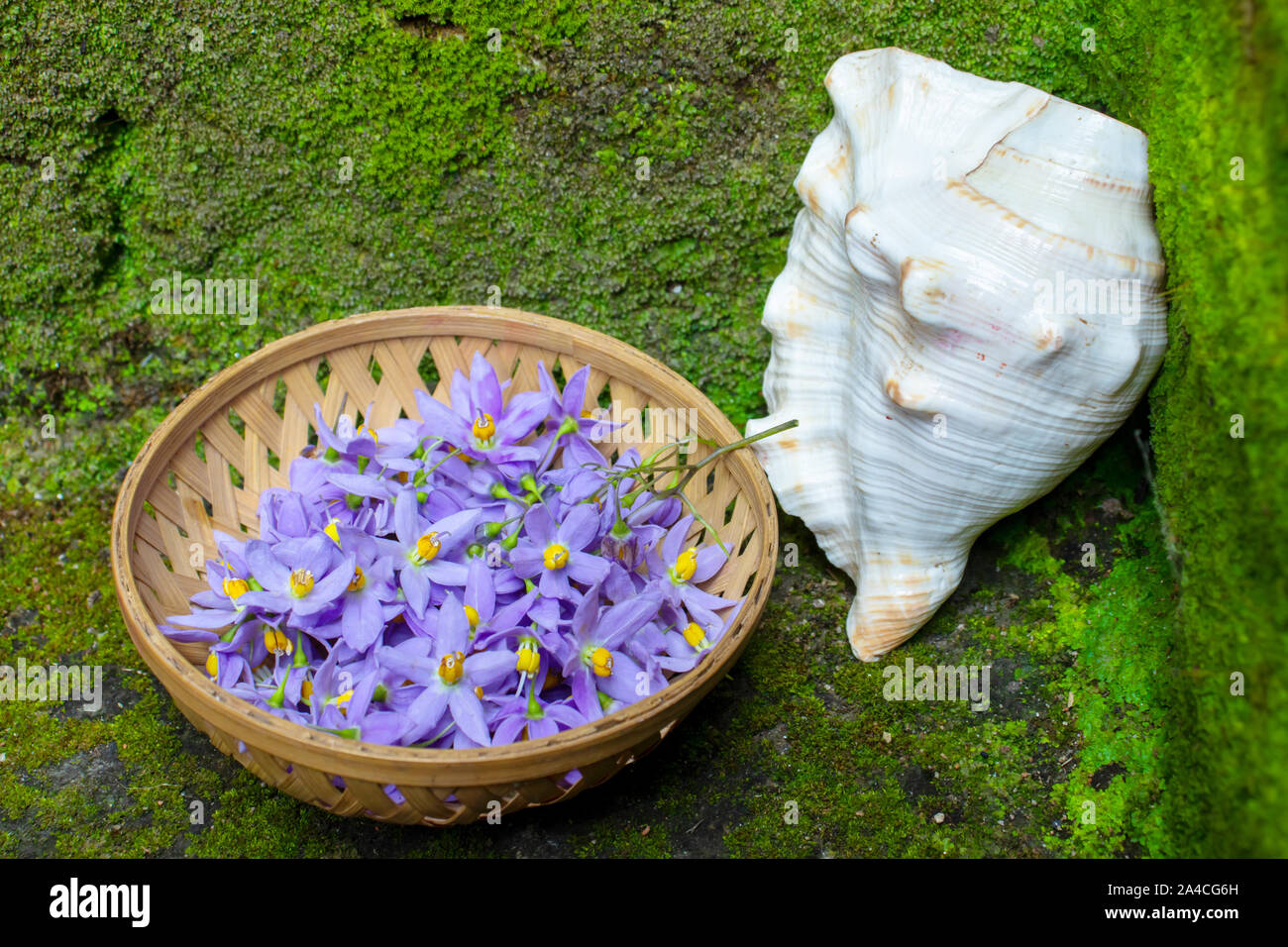 Indian shell flower hi-res stock photography and images - Alamy