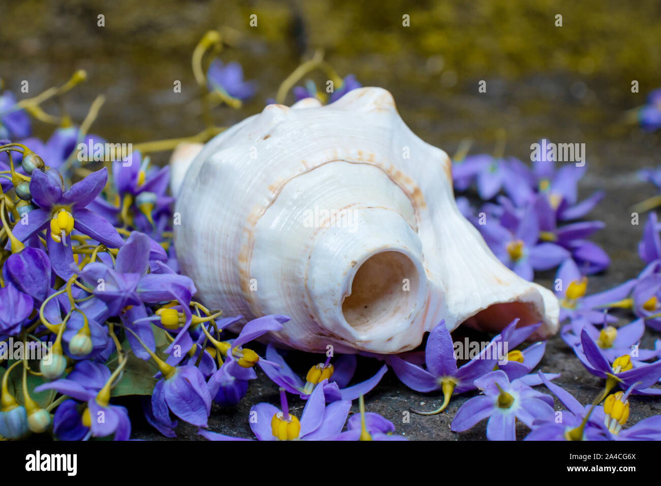 Indian Holy conch shell (Shankha), with nightshade flowers A Shankha is ...