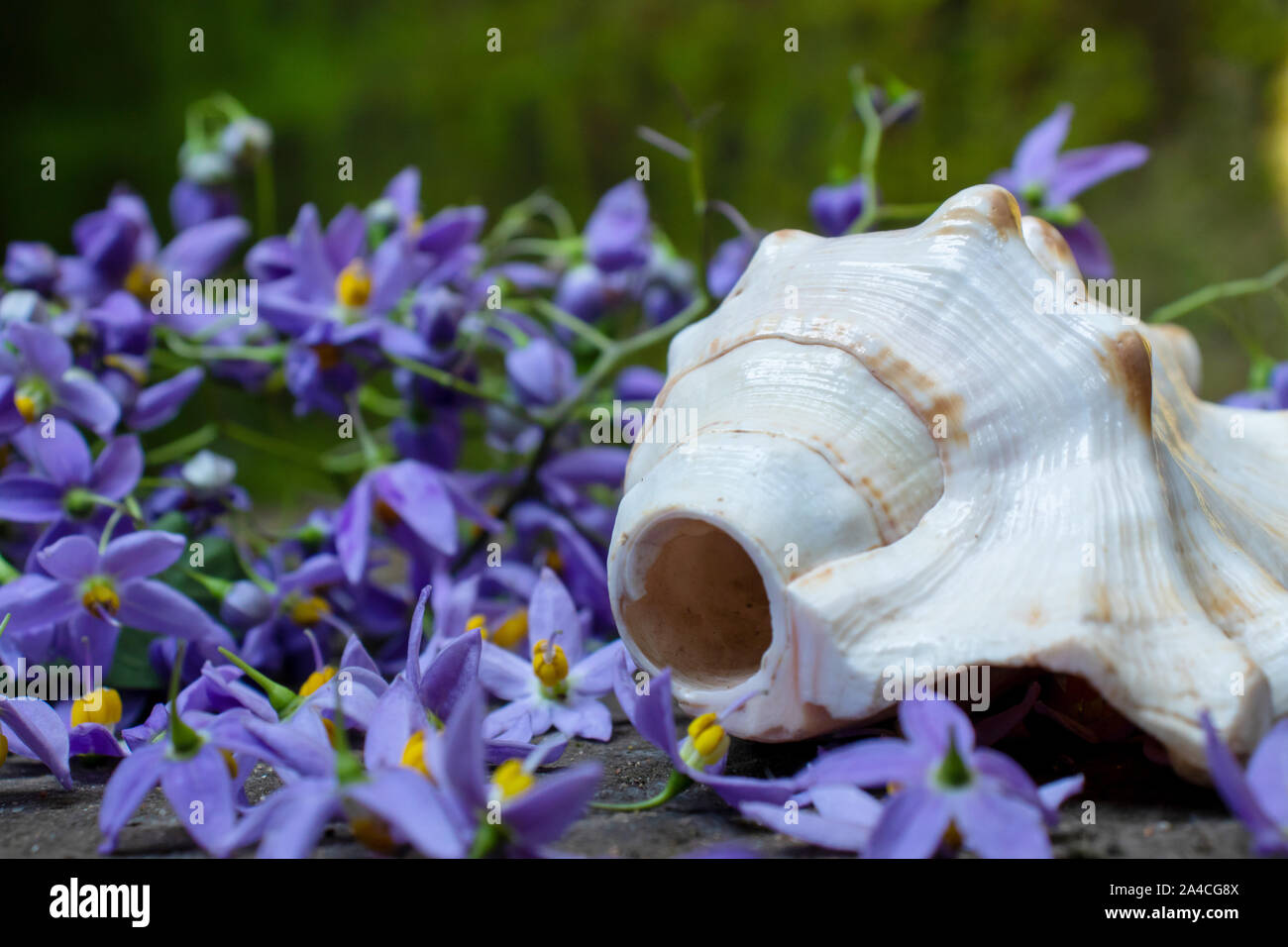 Indian Holy conch shell (Shankha), with nightshade flowers A Shankha is ...